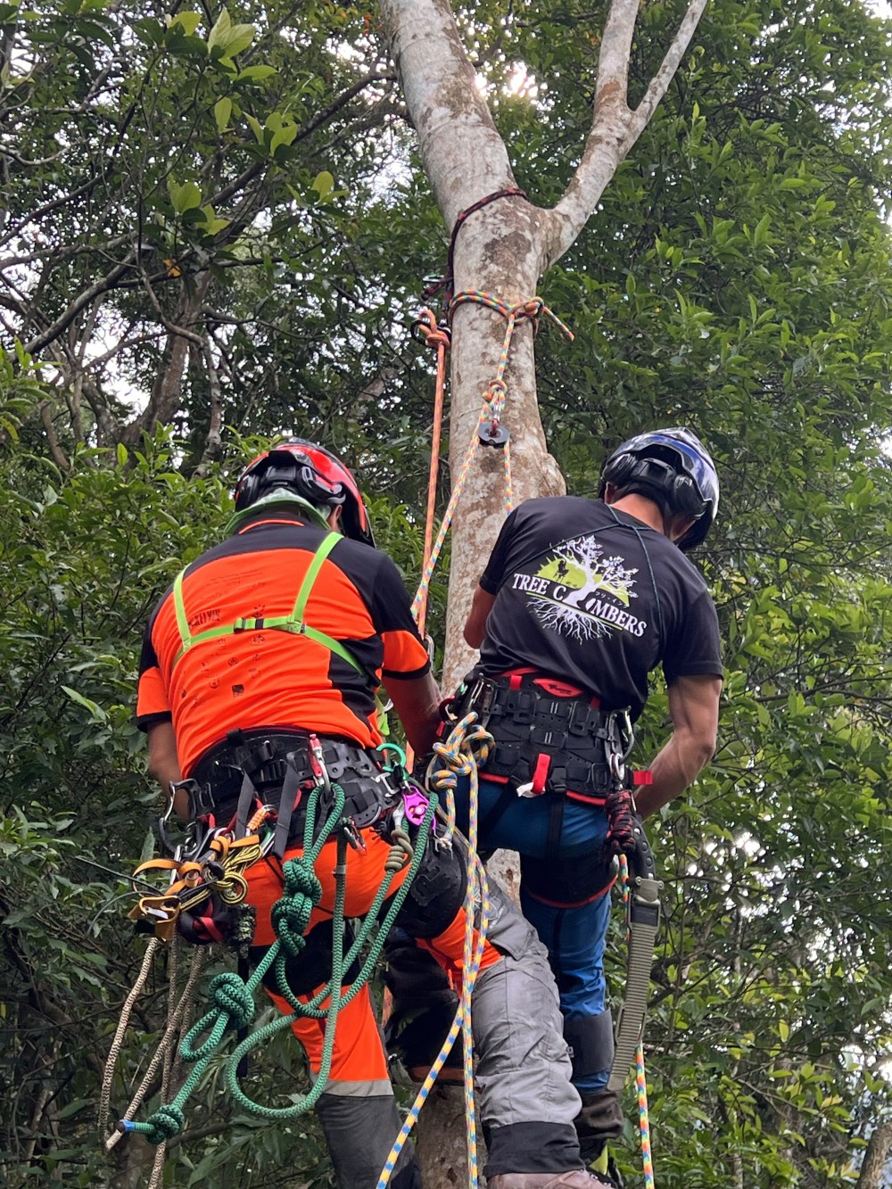 Arbor Venture Training